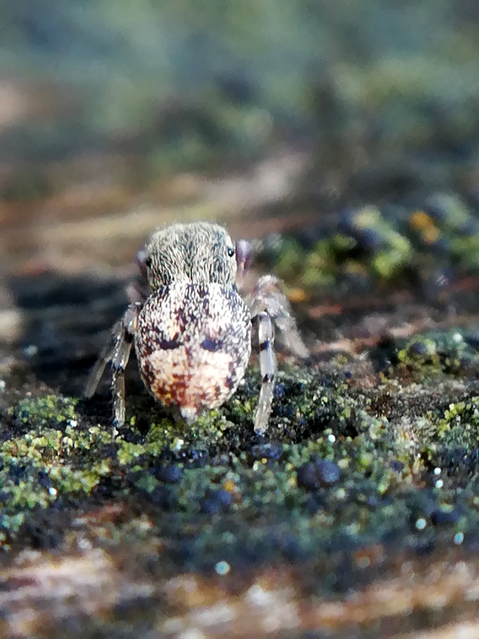 Ballus chalybeius (Walckenaer, 1802)