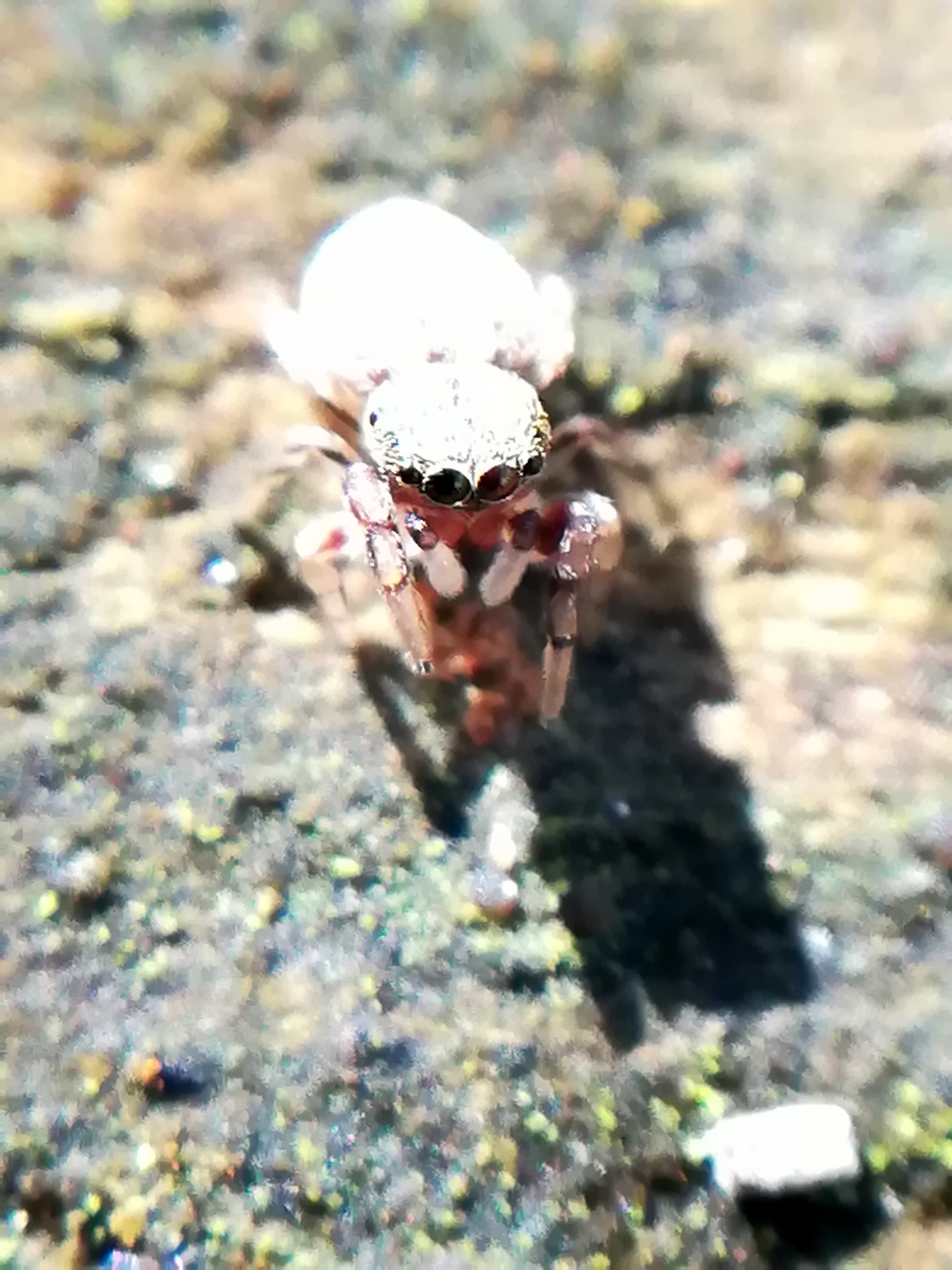 Ballus chalybeius (Walckenaer, 1802)