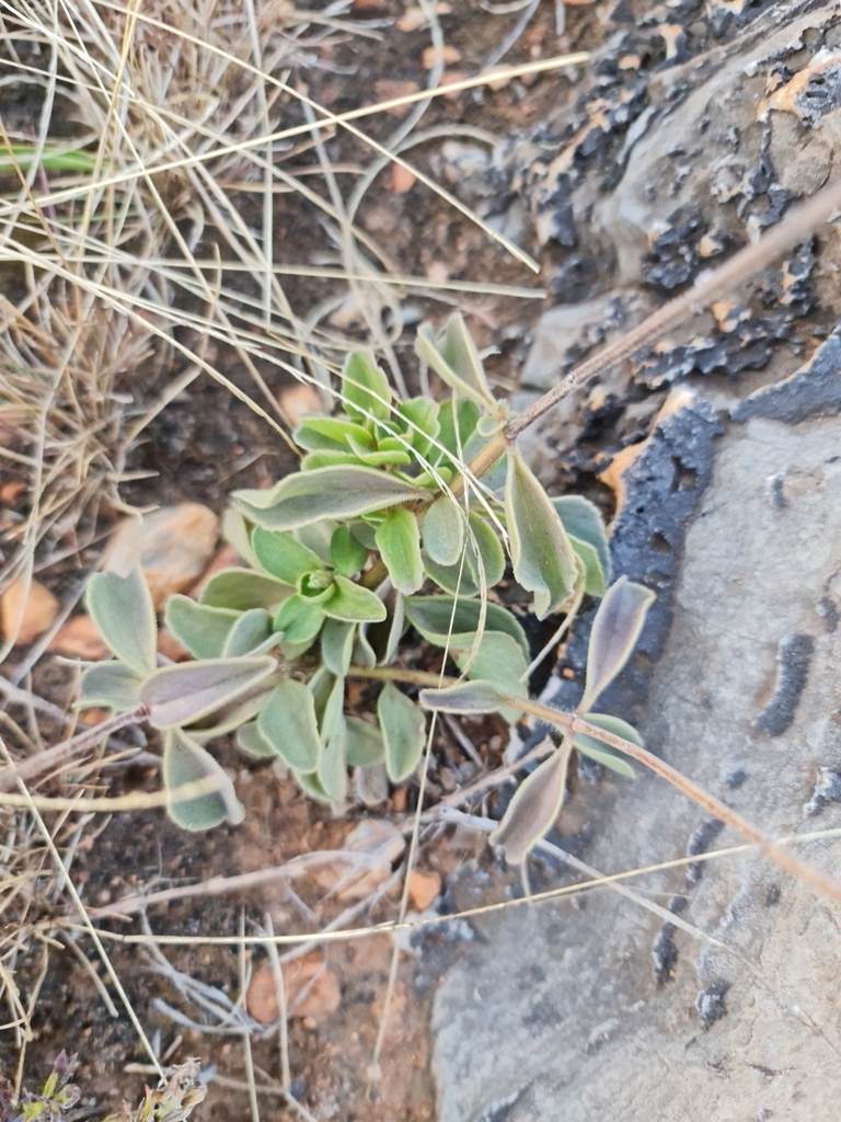 Penther Spurflower from Carletonville, 2499, South Africa on March 21 ...