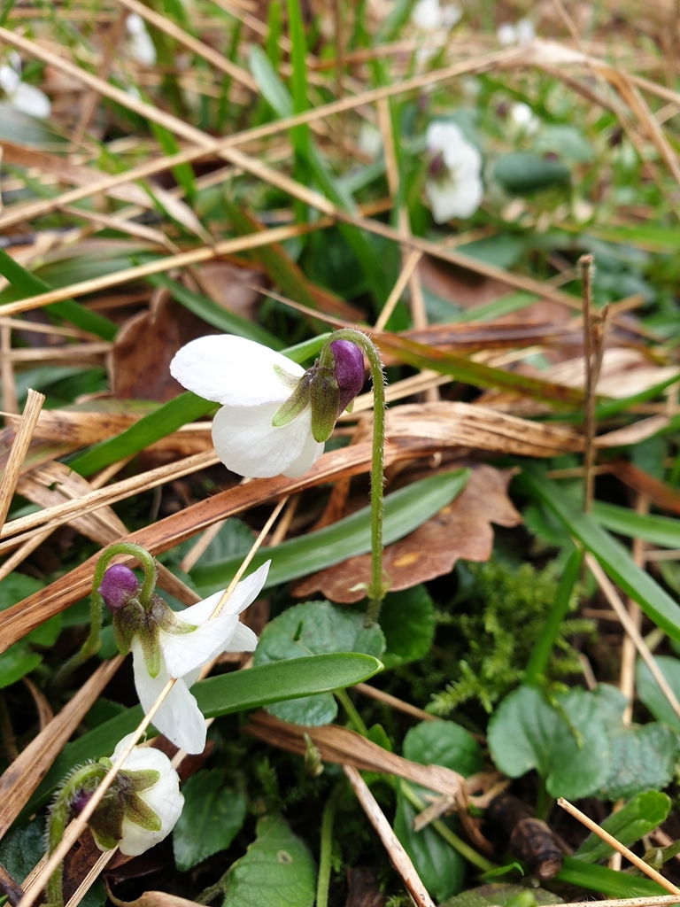 Sweet violet from Silverdale, UK on March 21, 2023 at 02:25 PM by Alice ...