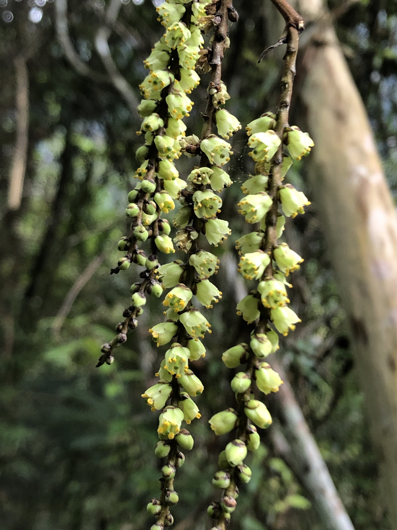 Stachyurus Siebold & Zucc.