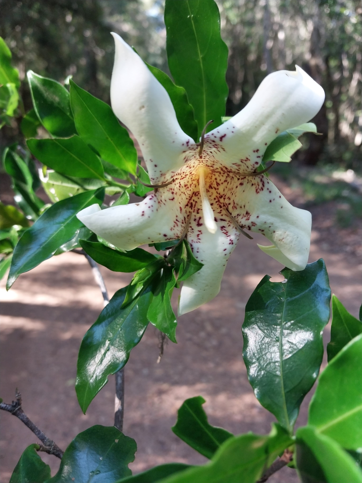 Rothmannia capensis Thunb.