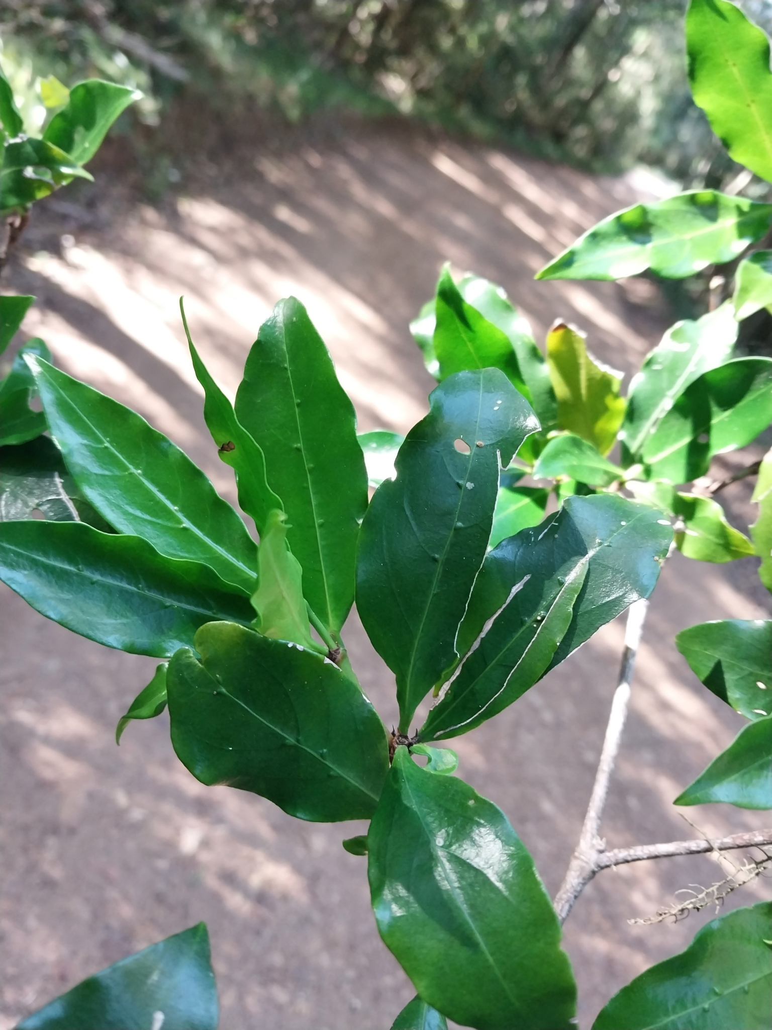 Rothmannia capensis Thunb.