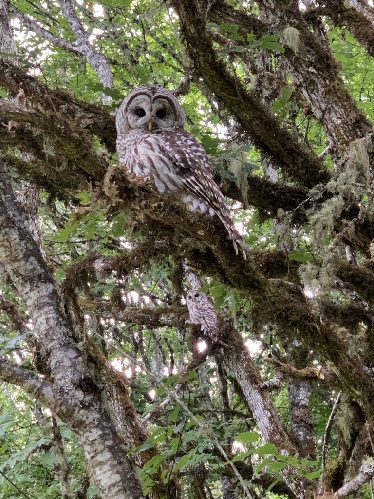 Barred Owl from Witham Hill Natural Park, Corvallis, OR, US on July 31 ...