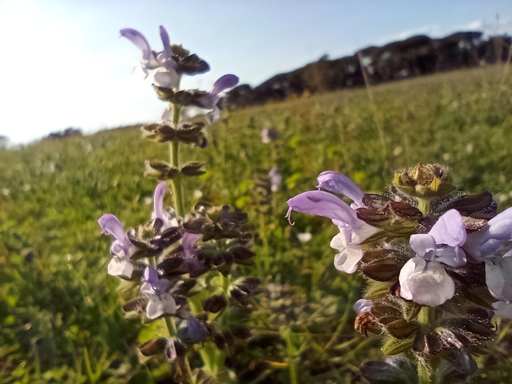Tyrrhenian Wild Clary from Cisterna Romana on March 21, 2023 at 04:06 ...