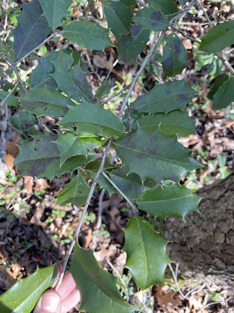 American holly from Middletown, DE, US on March 18, 2023 at 03:53 PM by ...