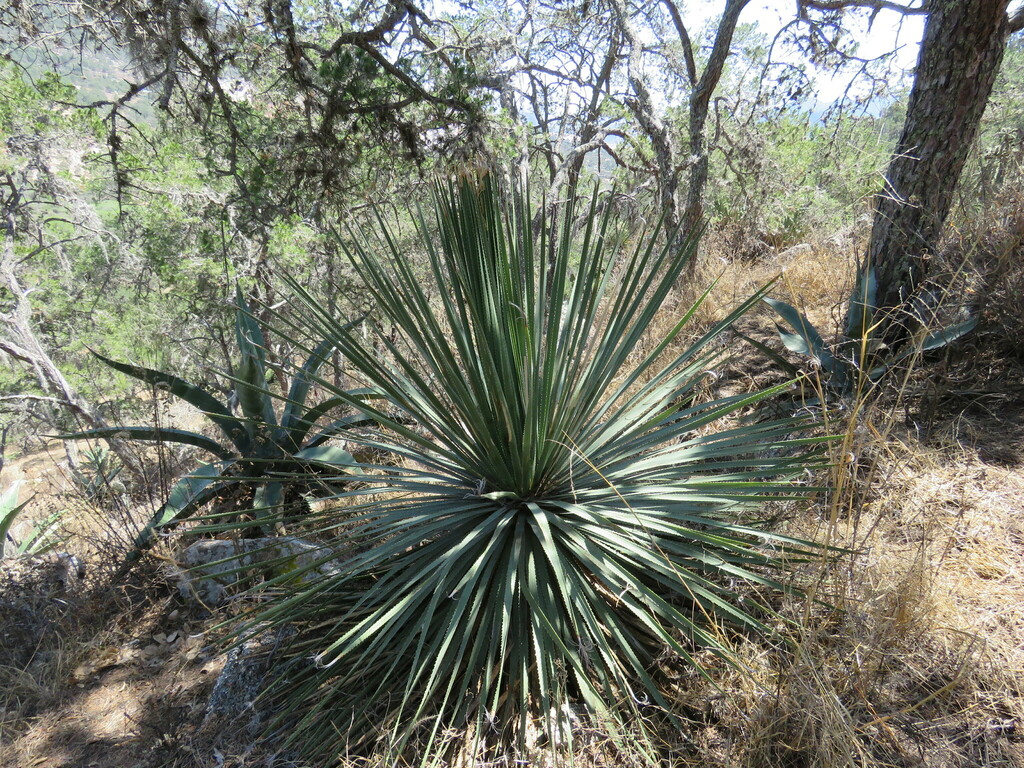 Great Desert Spoon from Zaragoza, S.L.P., México on March 14, 2023 at ...