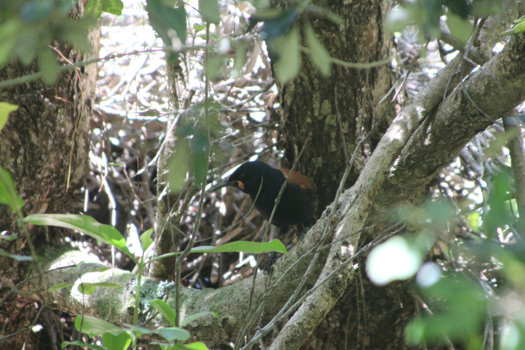 North Island Saddleback in November 2015 by Nicholas Mayne · iNaturalist