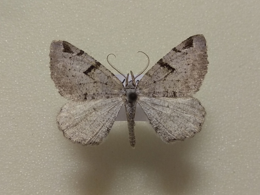 V-Moth from Великие Луки, Псковская обл., Россия on July 3, 2022 at 01: ...