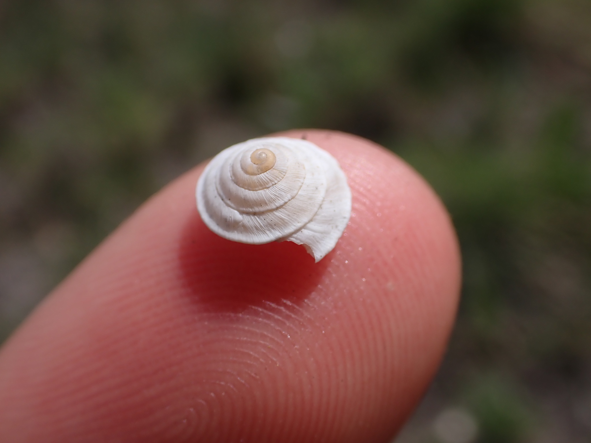 Trochoidea elegans (Gmelin, 1791)