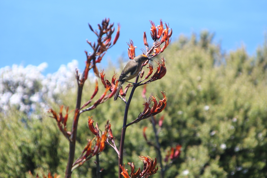 Stitchbird in November 2015 by Nicholas Mayne · iNaturalist