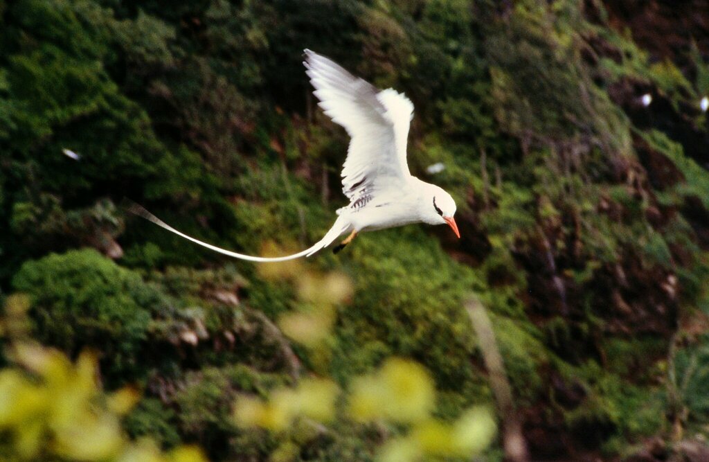 Red-billed Tropicbird from Tobago, Trinidad und Tobago on November 15 ...