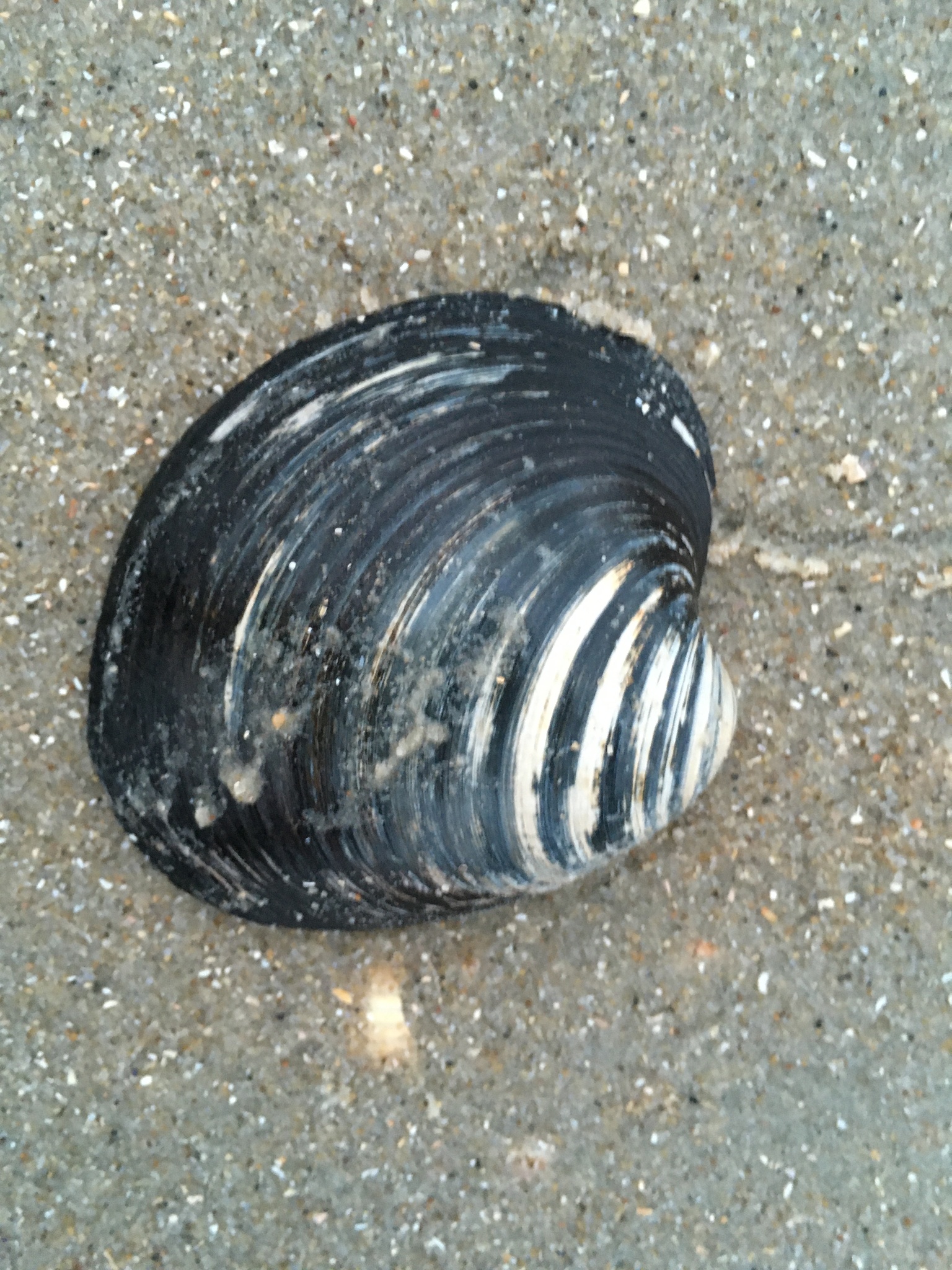 Arctica islandica (Linnaeus, 1767)