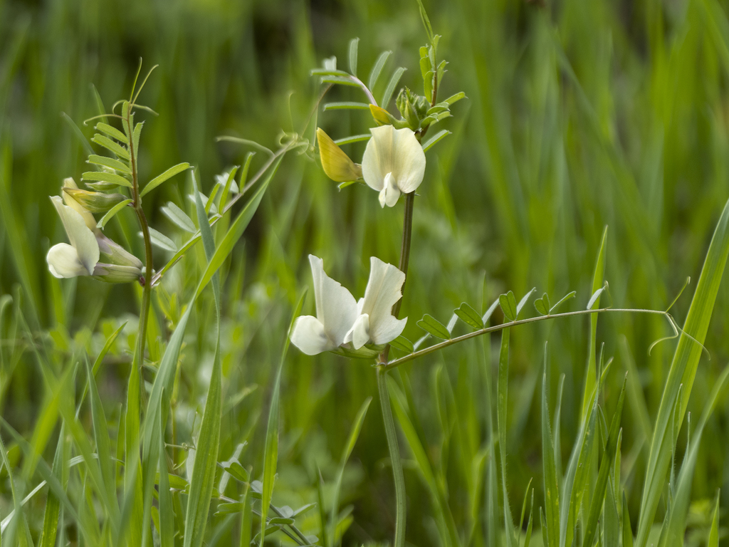 Large yellow vetch from Oak Point Park and Nature Preserve on March 12 ...