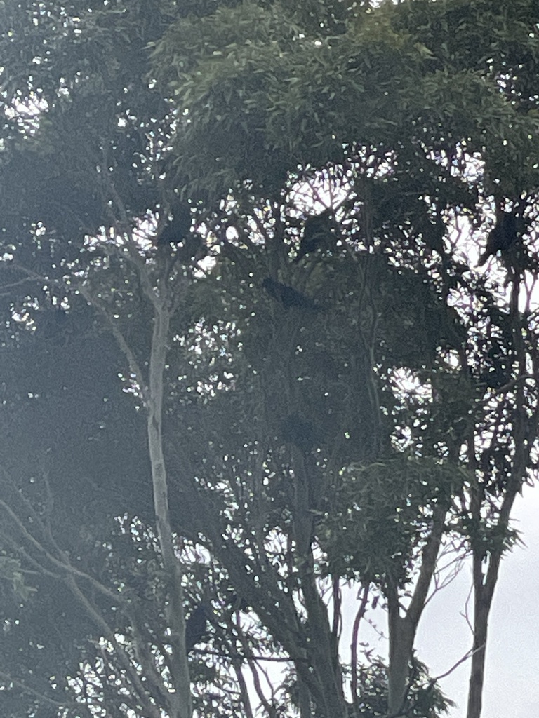 Crows and Ravens from Salmon St, Koo Wee Rup, VIC, AU on March 22, 2023 ...