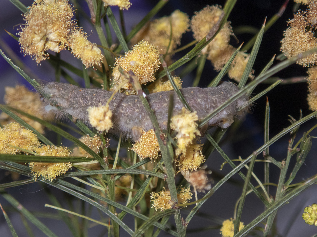 wattle snout moth from Won Wron VIC 3971, Australia on September 25 ...