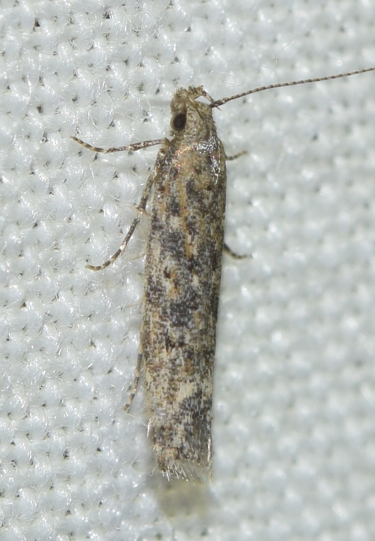 Tuta absoluta (Meyrick, 1917)