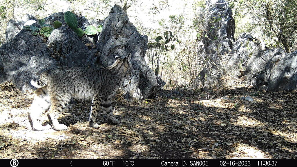 Bobcat from Zaragoza, S.L.P., México on February 16, 2023 at 11:30 AM ...