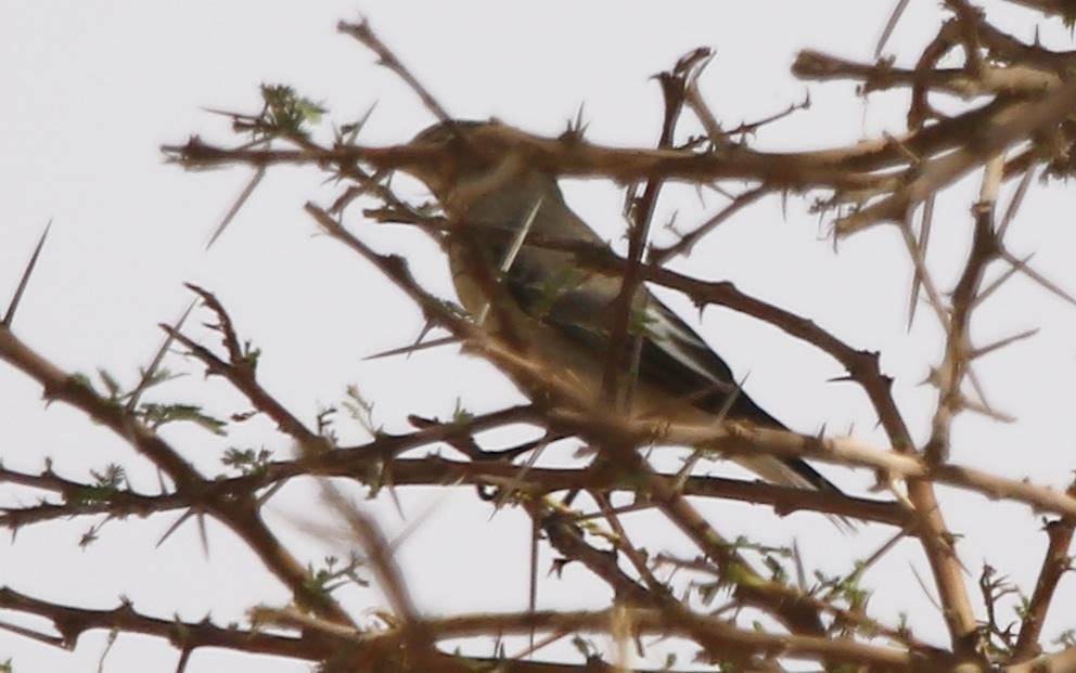 Birds from Timiaouine, Algérie on October 12, 2022 at 02:33 PM by ...
