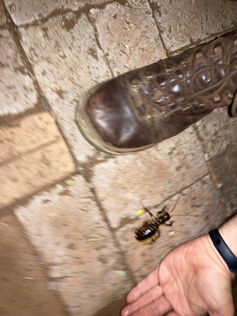 Sand Crickets in March 2023 by Mark Keith · iNaturalist