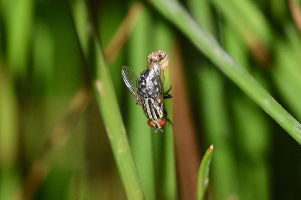 Common Flesh Flies from Mount Cameron VIC 3370, Australia on March 16 ...