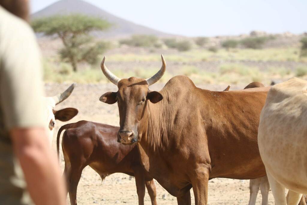 Zebu from Timiaouine, Algérie on October 13, 2022 at 10:09 AM by Mourad ...