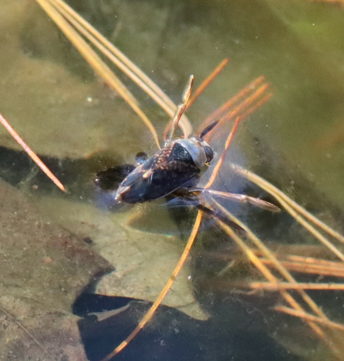 Notonecta irrorata Uhler, 1879