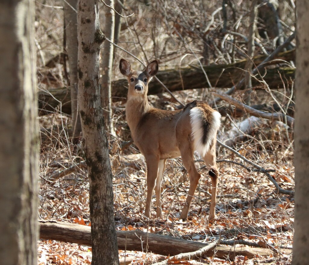 White-tailed Deer from Windsor, CT, USA on March 21, 2023 at 02:27 PM ...