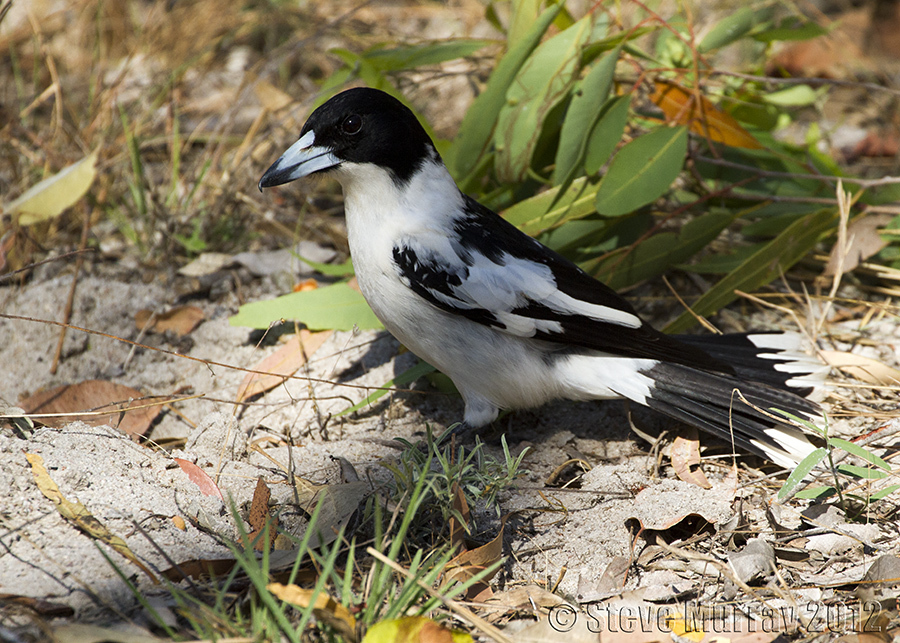 Black-backed Butcherbird (Cracticus mentalis) - Avian Discovery