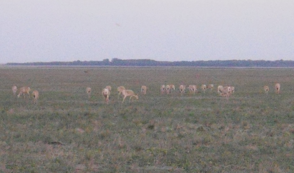 Saiga from Chaplyns'kyi district, Kherson Oblast, Oekraïne on October 6 ...