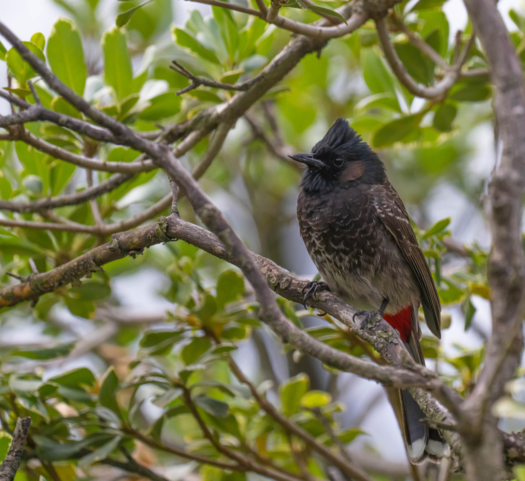 Red-vented Bulbul from Memory Ln, Houston, TX, US on March 20, 2023 at ...