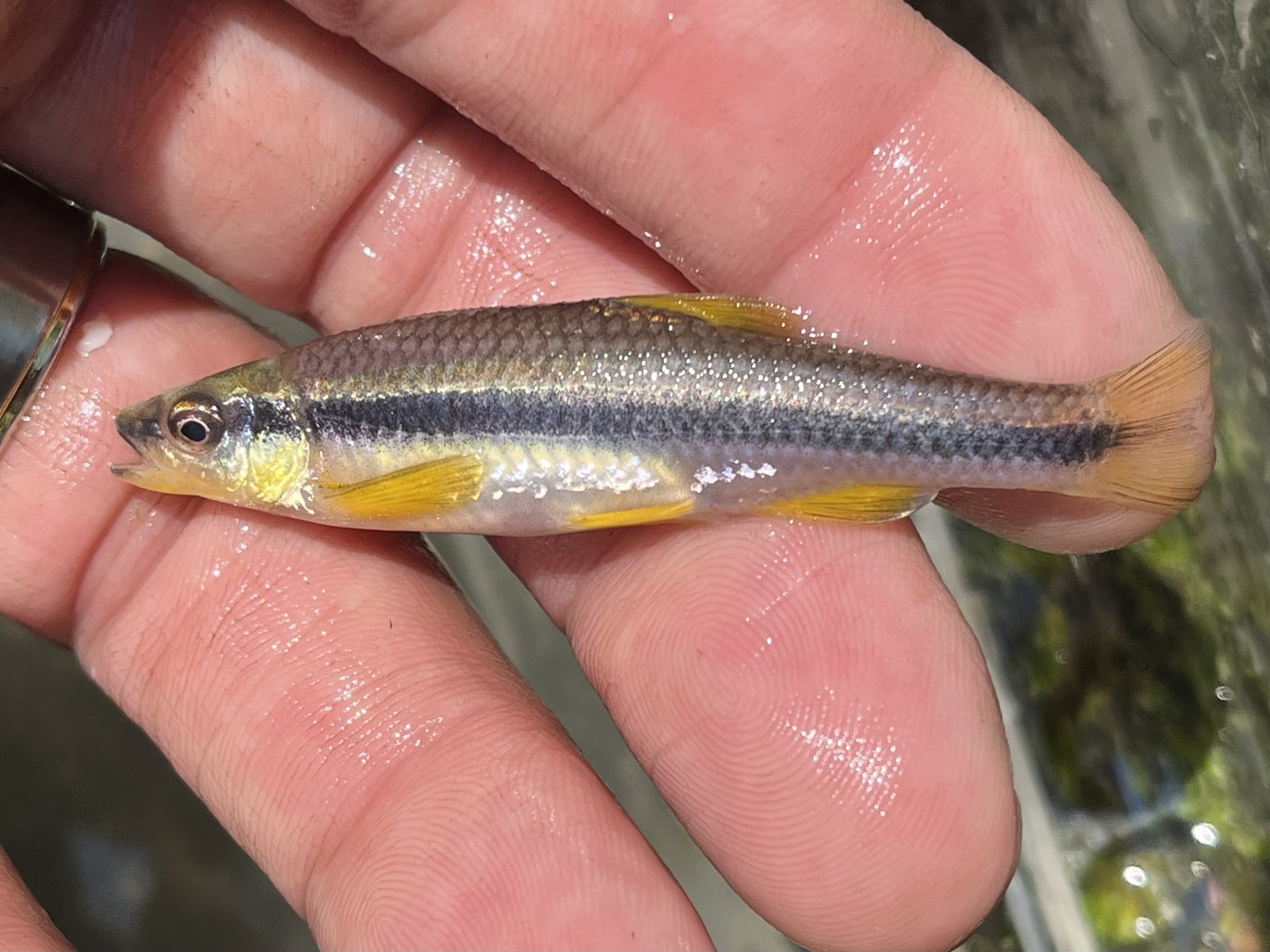 Notropis lutipinnis (Jordan & Brayton, 1878)