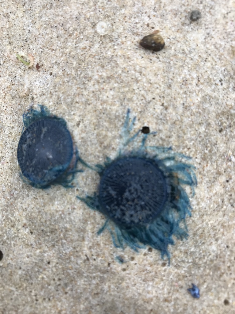 Blue Button from Flynns Beach, Port Macquarie, NSW, AU on March 22 ...