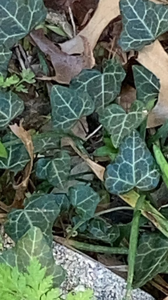 common ivy from Dallas County, US-TX, US on March 19, 2023 at 05:07 PM ...