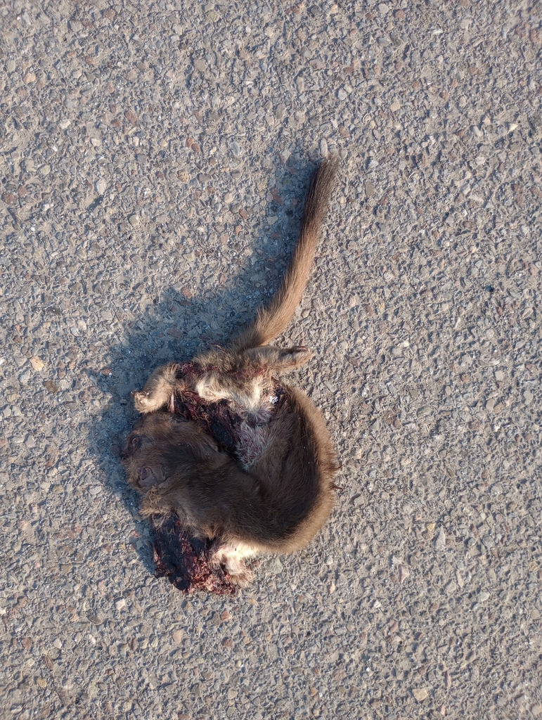 Long-tailed Weasel from Aurelius, NY, USA on March 21, 2023 at 05:35 PM ...