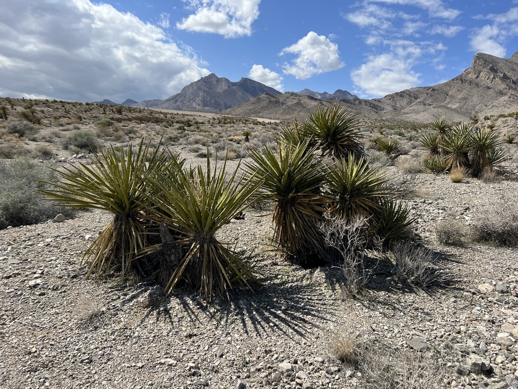 Mojave Yucca from Red Rock Canyon National Conservation Area, Las Vegas ...