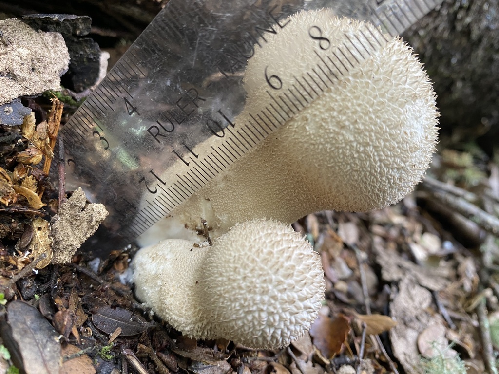 Pestle Puffball from Waipahihi, Taupō 3330, New Zealand on March 20 ...