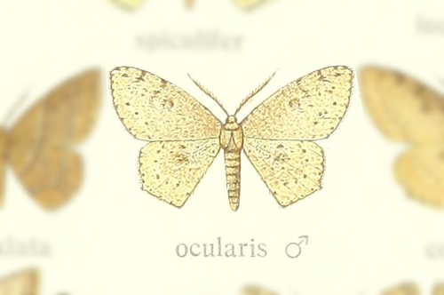 Cyclophora ocularis · iNaturalist