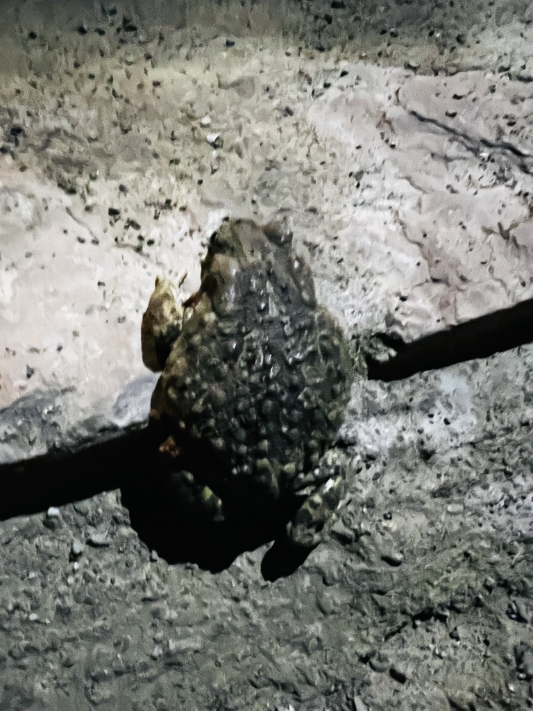 Karoo Toad from Murray, Nieu-Bethesda, EC, ZA on March 17, 2023 at 11: ...