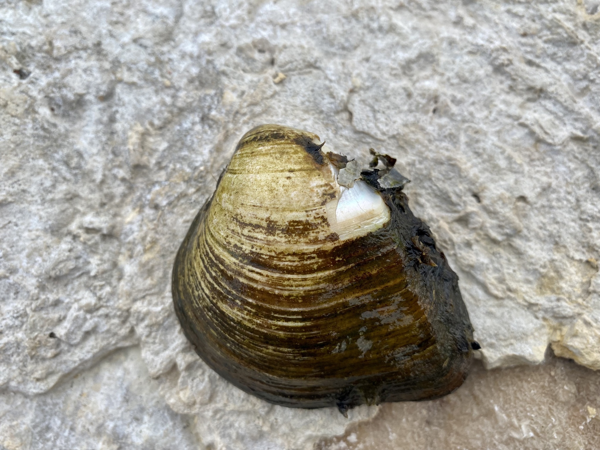 Fusconaia C.T.Simpson, 1900