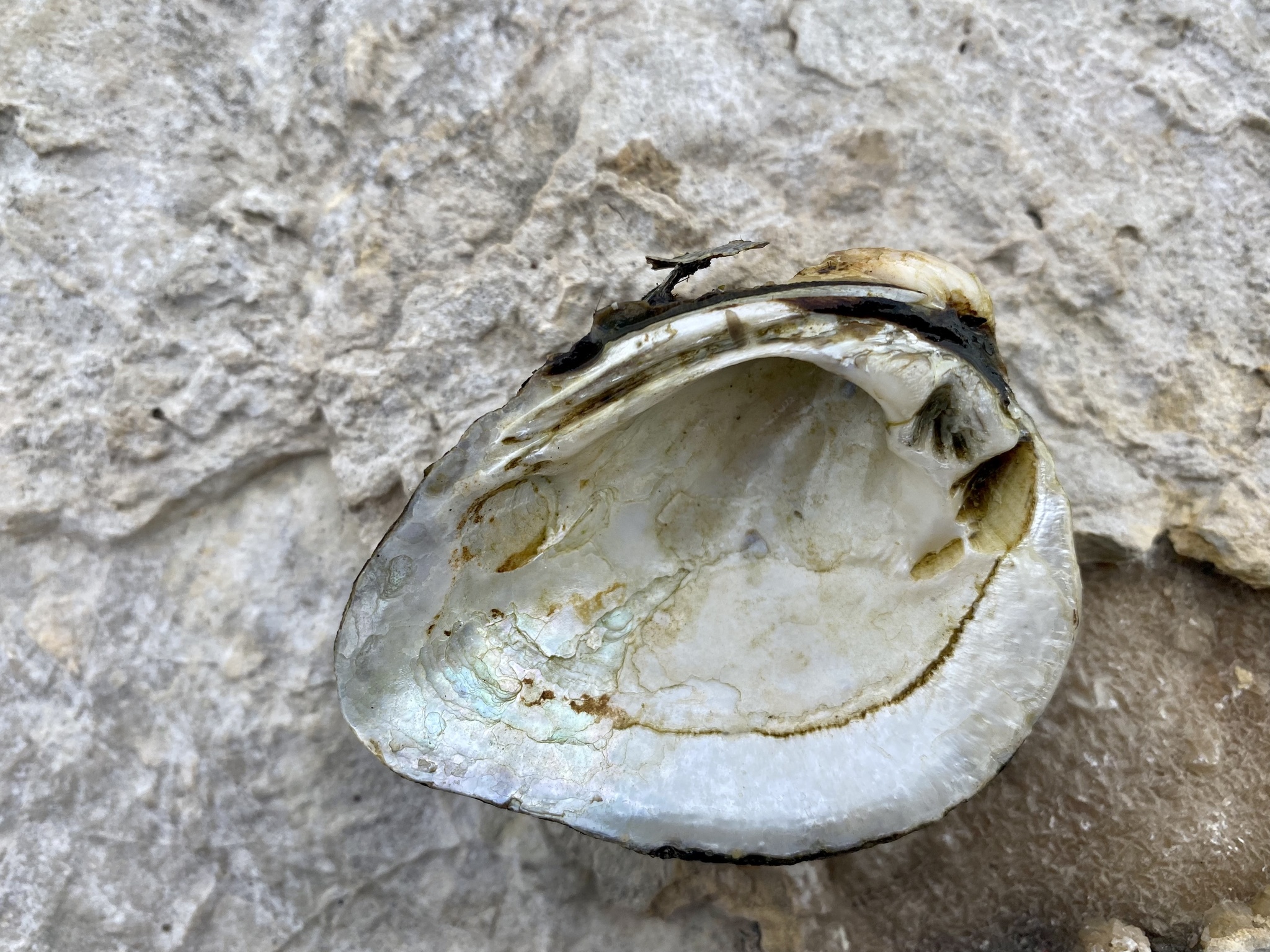 Fusconaia C.T.Simpson, 1900