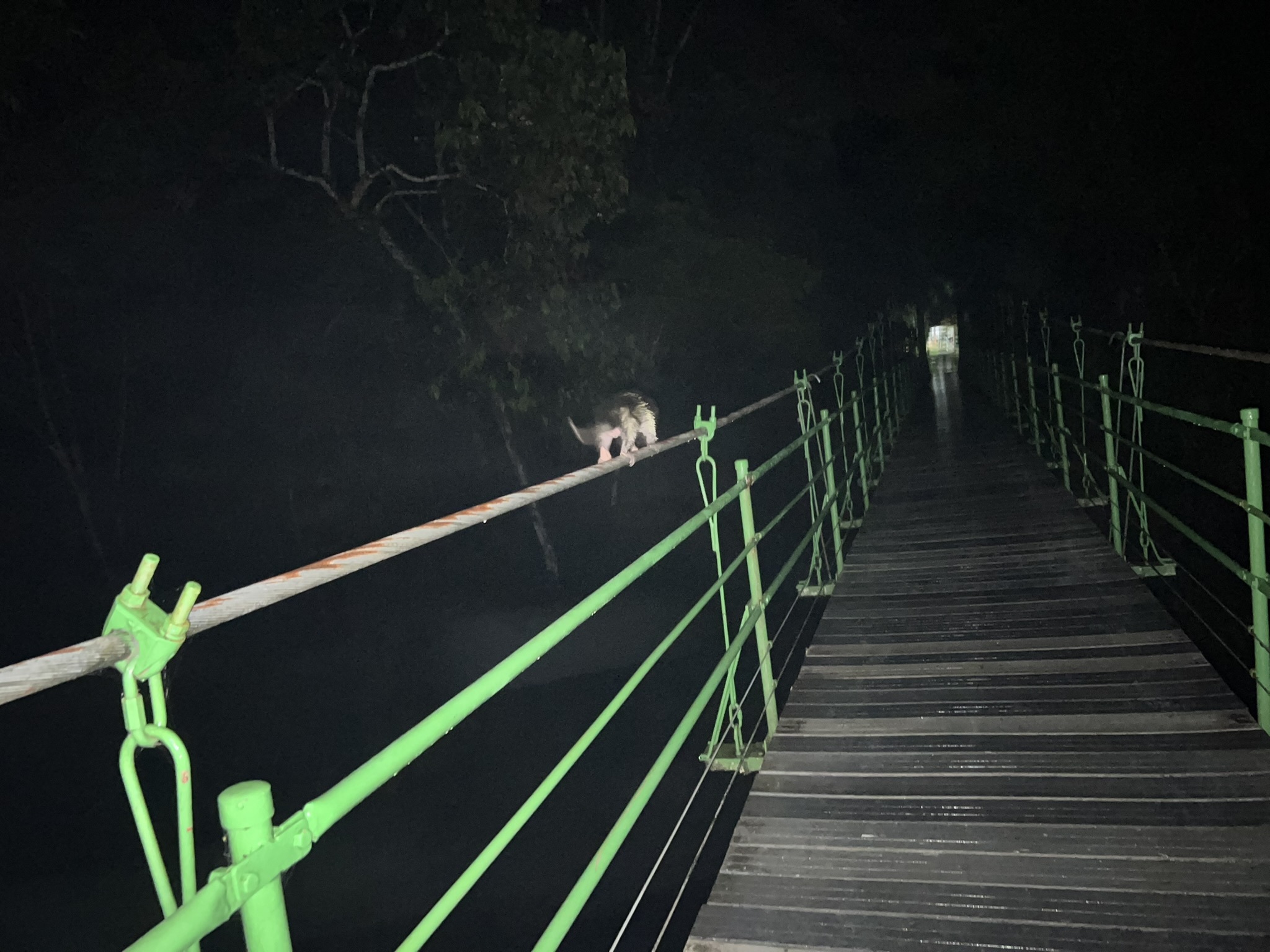 Sphiggurus mexicanus (Kerr, 1792)