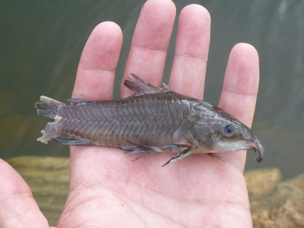 Callichthyid Armored Catfishes (Callichthyidae) - Marine Life ...
