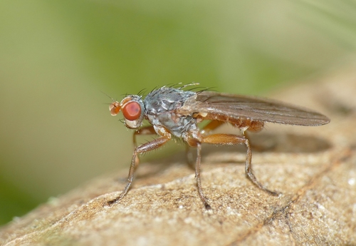 Neoleria ruficeps · iNaturalist