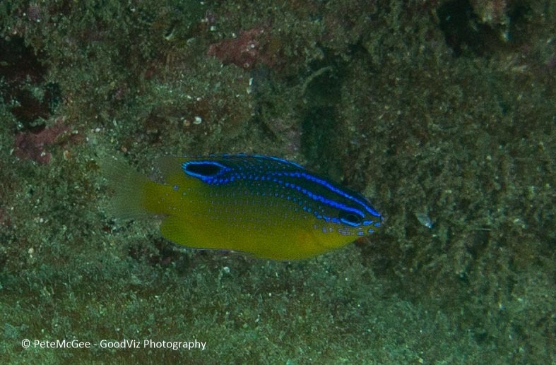 Bluespot damsel from 1 Bower Ln, Manly NSW 2095, Australia on March 21 ...