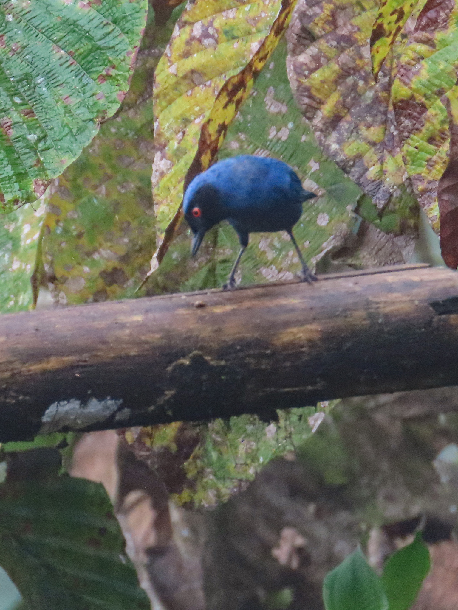 Diglossa cyanea (Lafresnaye, 1840)