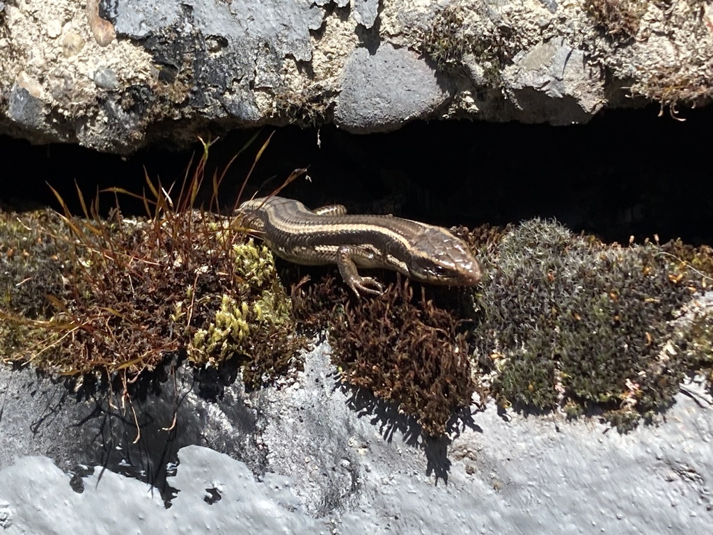 Western Skink from Springwater on the Willamette, Portland, OR, US on ...