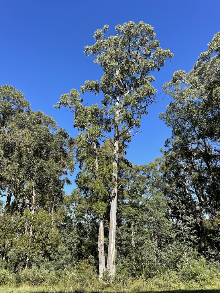 Mountain White Gum from Toombon VIC 3825, Australia on February 7, 2022 ...