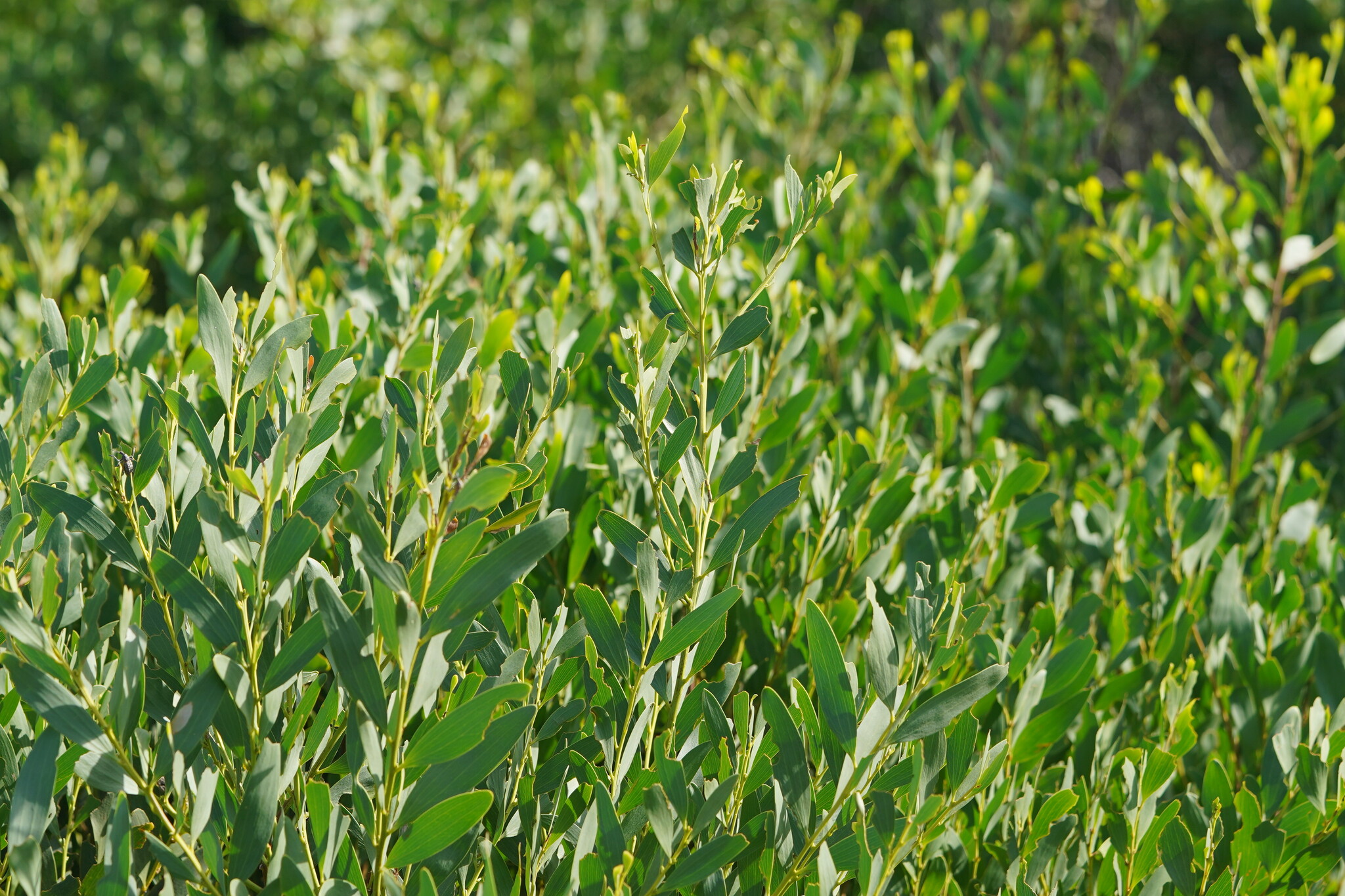 Acacia sophorae (Labill.) R.Br.