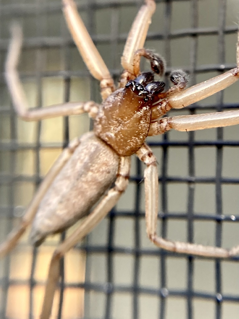 Hemicloea from Illsley Dr, Shadforth, WA, AU on March 20, 2023 at 05:24 ...